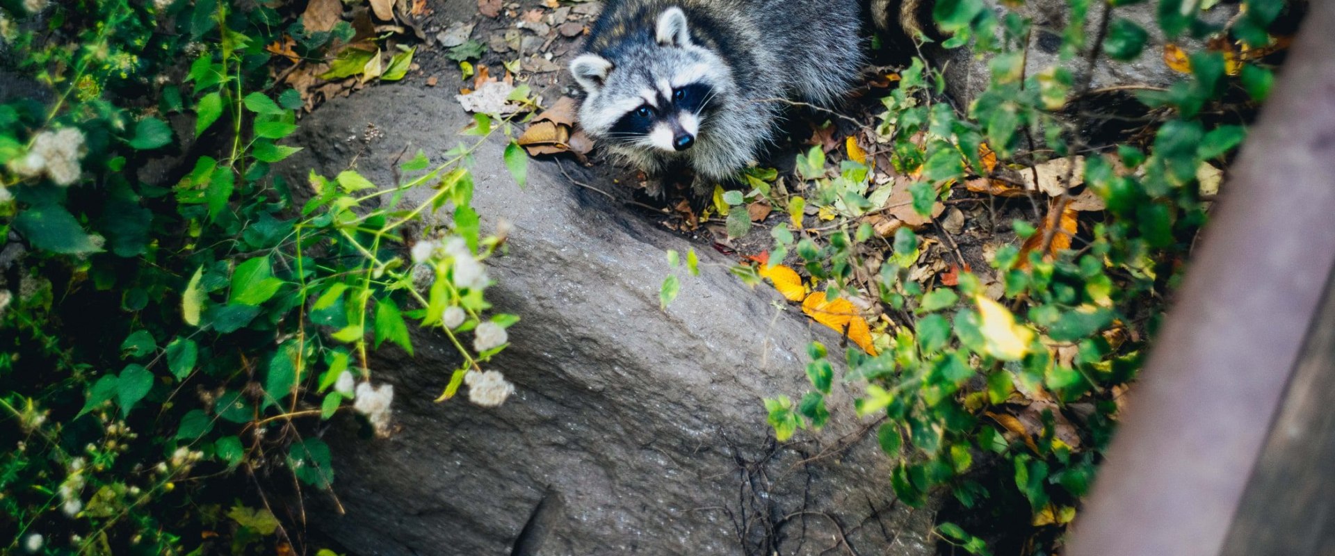 Assessing Damage and Risks: A Comprehensive Guide for Professional ...